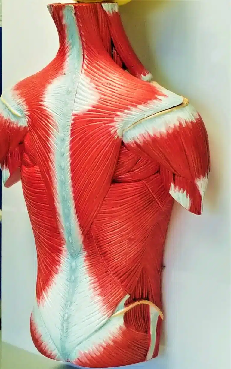 Der Aufbau des Muskels: Struktur, Funktion und Training - Teamfit